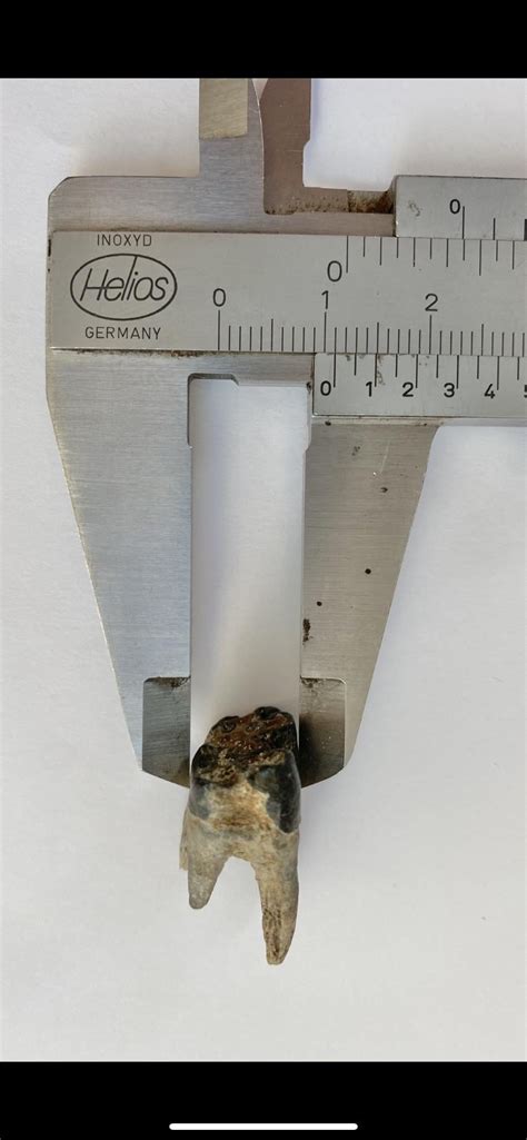 Fossilized Tooth R Fossilid