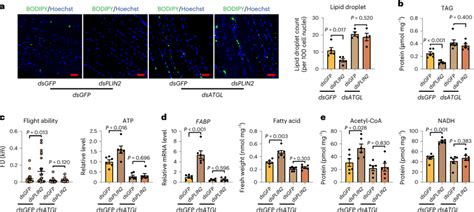 Ectopic Lipid Accumulation Mediates The Effects Of Plin2 Upregulation