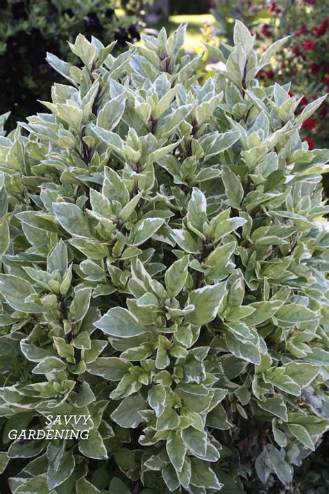 Types Of Basil A Guide To Growing Different Varieties