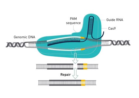 Genome Editing Crisprcas9 Diagenode