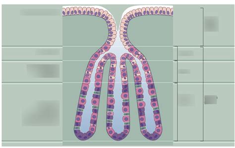 9 Gastric Pit Diagram Diagram Quizlet