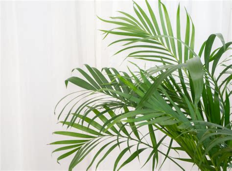 Easy Tips For Caring For Palm Plants As Indoor Houseplants