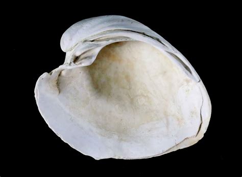 Tongue Shell Bivalves The Fossil Forum