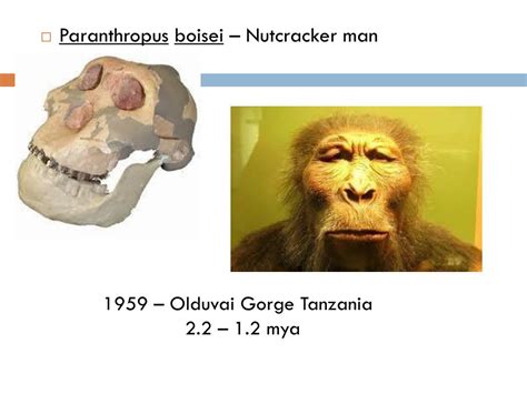 Ppt Hominid Evolution Powerpoint Presentation Free Download Id5787998
