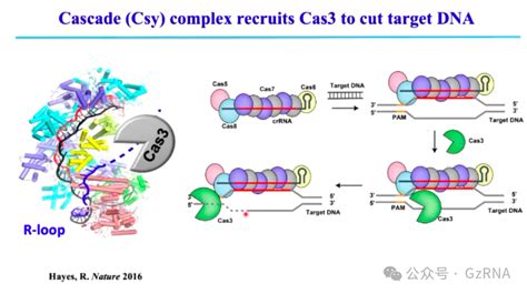 Rna Club Crispr Cas 免疫系统的作用原理及其与噬菌体的对抗 王艳丽教授讲座笔记i型 Crispr Cas系统 Csdn博客