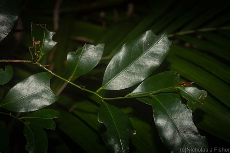 Cryptocarya Bidwillii Meisn