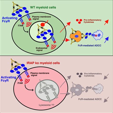 Activating Fcγr Function Depends On Endosomal Signaling Platforms Iscience