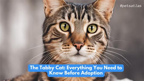 The Tabby Cat Everything You Need To Know Before Adoption Pets Atlas