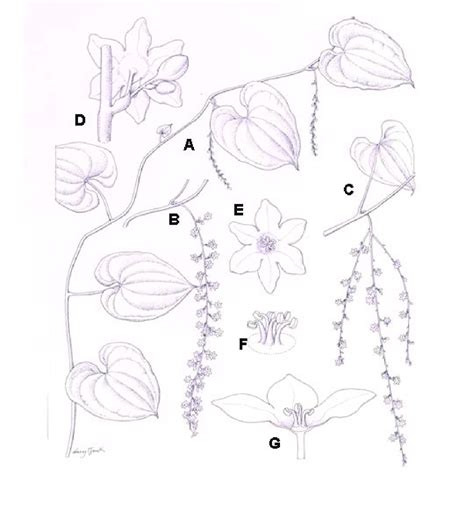 Dioscorea Orangeana Female Inflorescences Flowers And Fruit A Habit