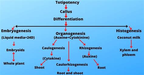 What Is Totipotency Things You Need To Know Sciencendtech
