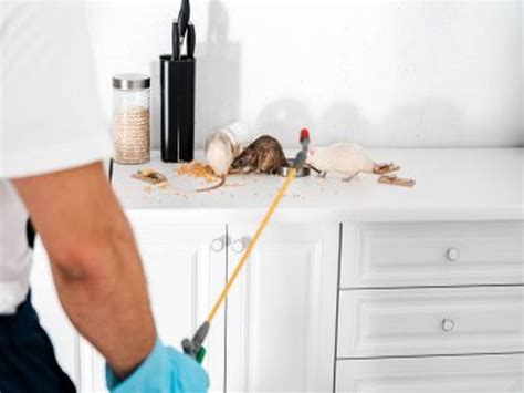 Pest Control Innovations For Rat Eradication Schnepp Zone