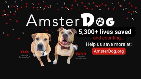 Nycs Death Row Cats Adopted 22422 Chedzuko Is A Handsome