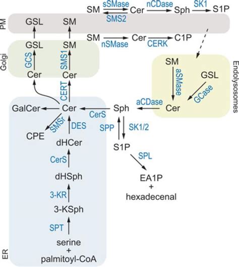 Ceramide Synthases At The Centre Of Sphingolipid Metabolism And Biology