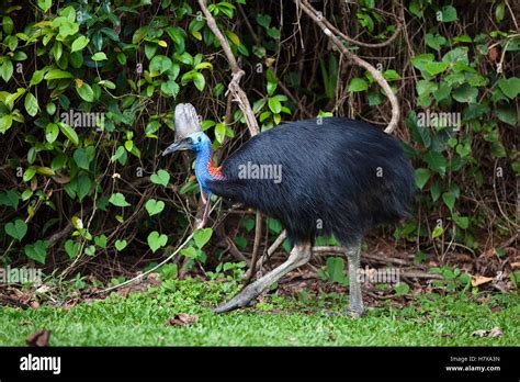 Southern Cassowary Casuarius Casuarius Female Moresby Range National
