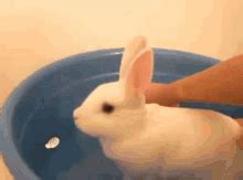 Bunny In Bath S Tenor