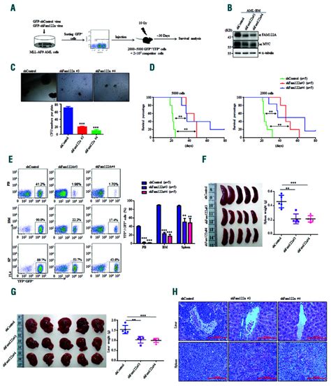 Fam122a Promotes Acute Myeloid Leukemia Cell Growth Through Inhibiting Pp2a Activity And