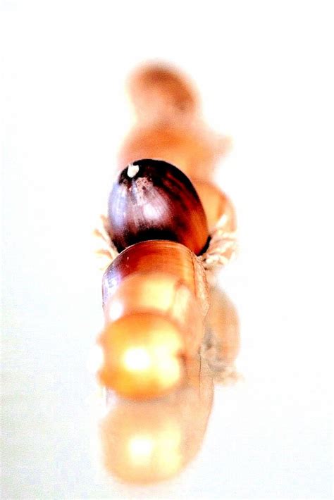 Eichel Und Liu Obst Kostenloses Foto Auf Pixabay