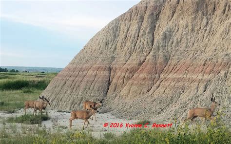 Celebrating Americas National Parks Centennial South Dakotas