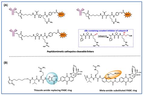 Lysosomal Cleavable Peptide Linkers In Antibodydrug Conjugates