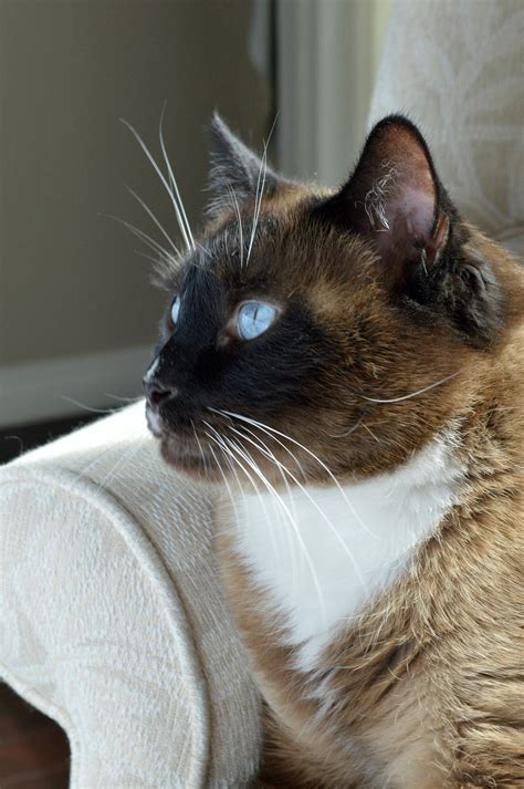 Snowshoe Cat Breed Facts And Personality Traits Catman