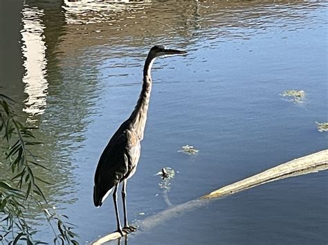 Jack Perconte Jackperconte