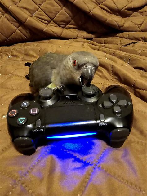My Gamer Girl Rpartyparrot