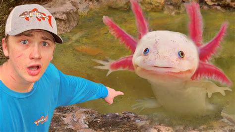 I Found Axolotls In An Abandoned Pond