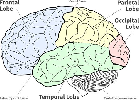 Lobes Of The Brain