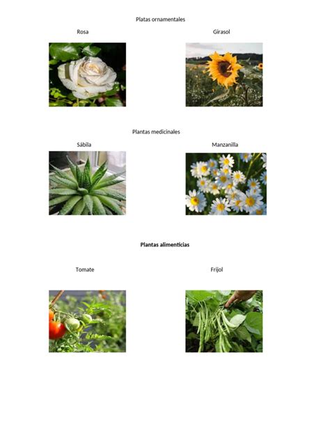 Platas Ornamentales Pdf