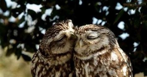 Owl Love Imgur