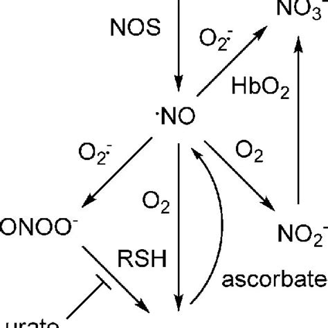 Principle And Characterization Of The Biotin Switch Method A Basic