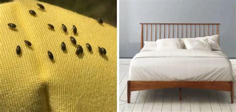 How To Get Rid Of Tiny Black Bugs In Bed 10 Easy Methods