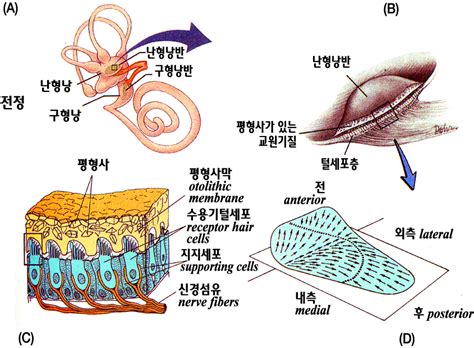 감각기관 네이버 블로그