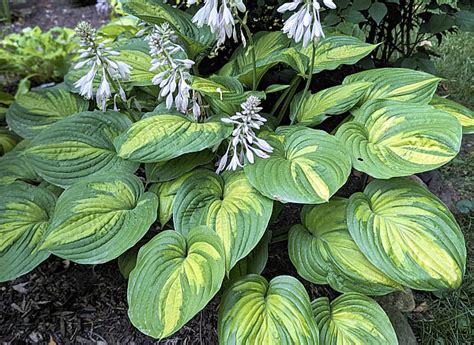 Hosta Photo Library