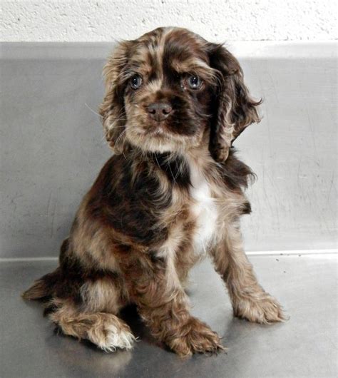 11 Best Merle Cocker Spaniels Images On Pinterest Spaniels Cocker Spaniel And Puppies