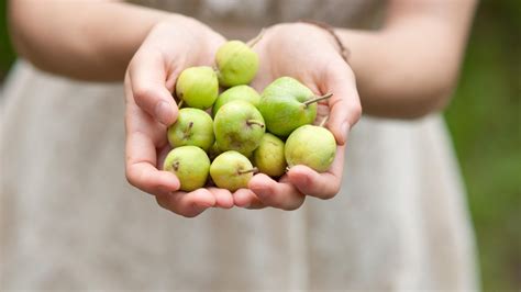 Fruit Lovers Faced With Mini Apples After Freak Weather Affected Homegrown Varieties The