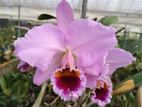 Jardim Botânico Terá Mostra De Orquídeas Com Sorteio De Plantas Veja Fotos
