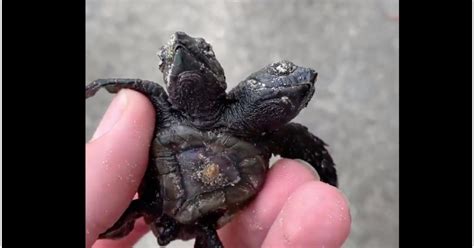 Video Tiki And Twist Conjoined Twin Turtles Released Off Barbados