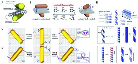 A Schematics Of The Chiral Plasmonic Nanosensor Through Dna Origami Download Scientific