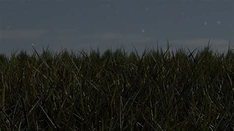 Grass Modeling Texture Cgtrader