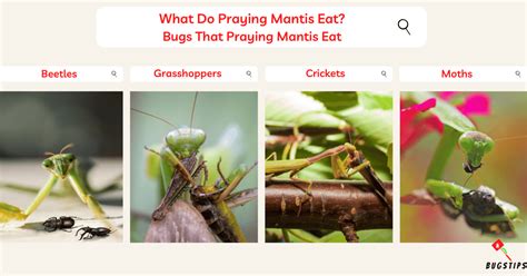What Do Praying Mantis Eat A Detailed Guide Bugstips