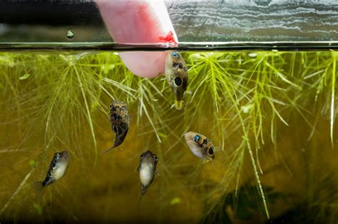 Pea Puffer The Complete Care And Breeding Guide