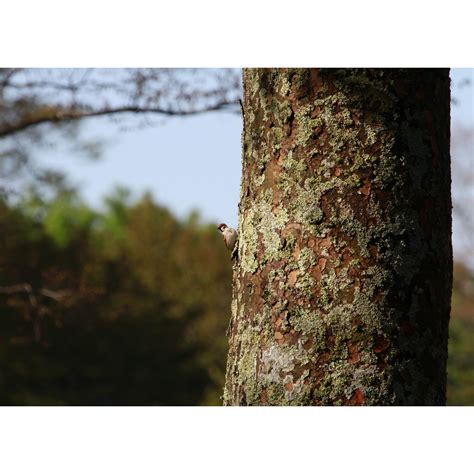 株式会社 とり 「キツツキ？」と思ったらスズメでした。 スズメ 雀 Treesparrow
