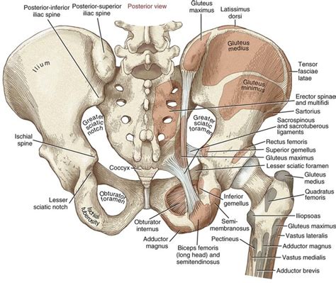 Posterior Pelvic Bone Anatomy