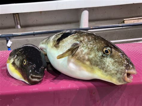 マフグの特徴・見分け方 ｜ 写真から探せる魚図鑑