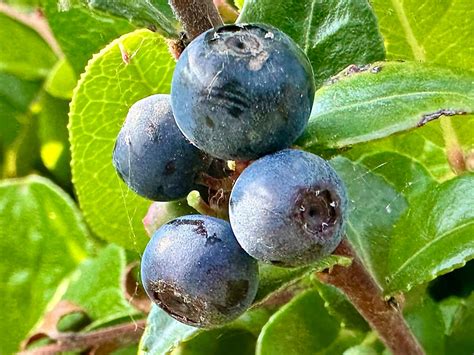 Evergreen Huckleberry Seeds Vaccinium Ovatum Delicious Sweet And