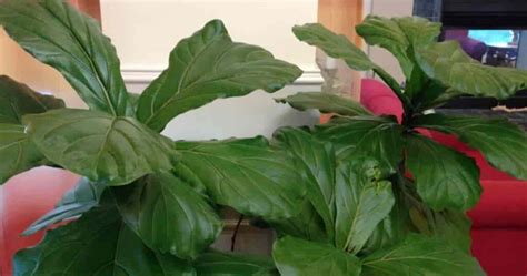 Are Fiddle Leaf Fig Trees Safe For Cats