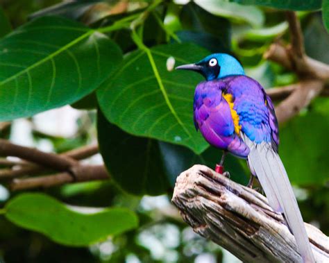 Rainbow Bird 2 Photograph By Aaron Flook Pixels