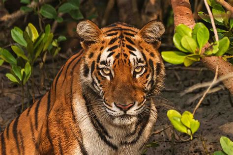 Royal Bengal Tiger Of Sundarbans Wildlife Photography Guide