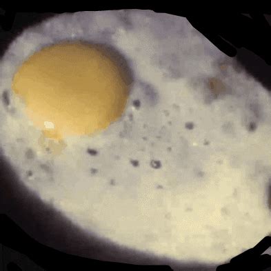 Burned Egg S Get The Best  On Giphy